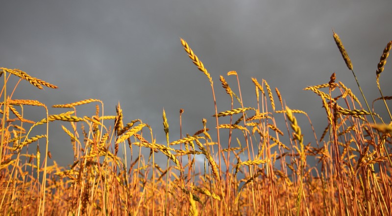 ripe spelt field – mr hlth